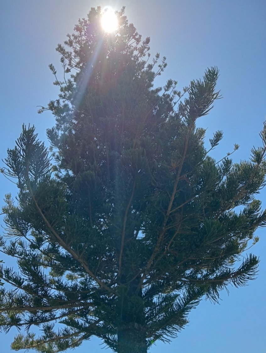 Solve Norfolk Island Pine (Araucaria heterophylla), a tree iconic to ...
