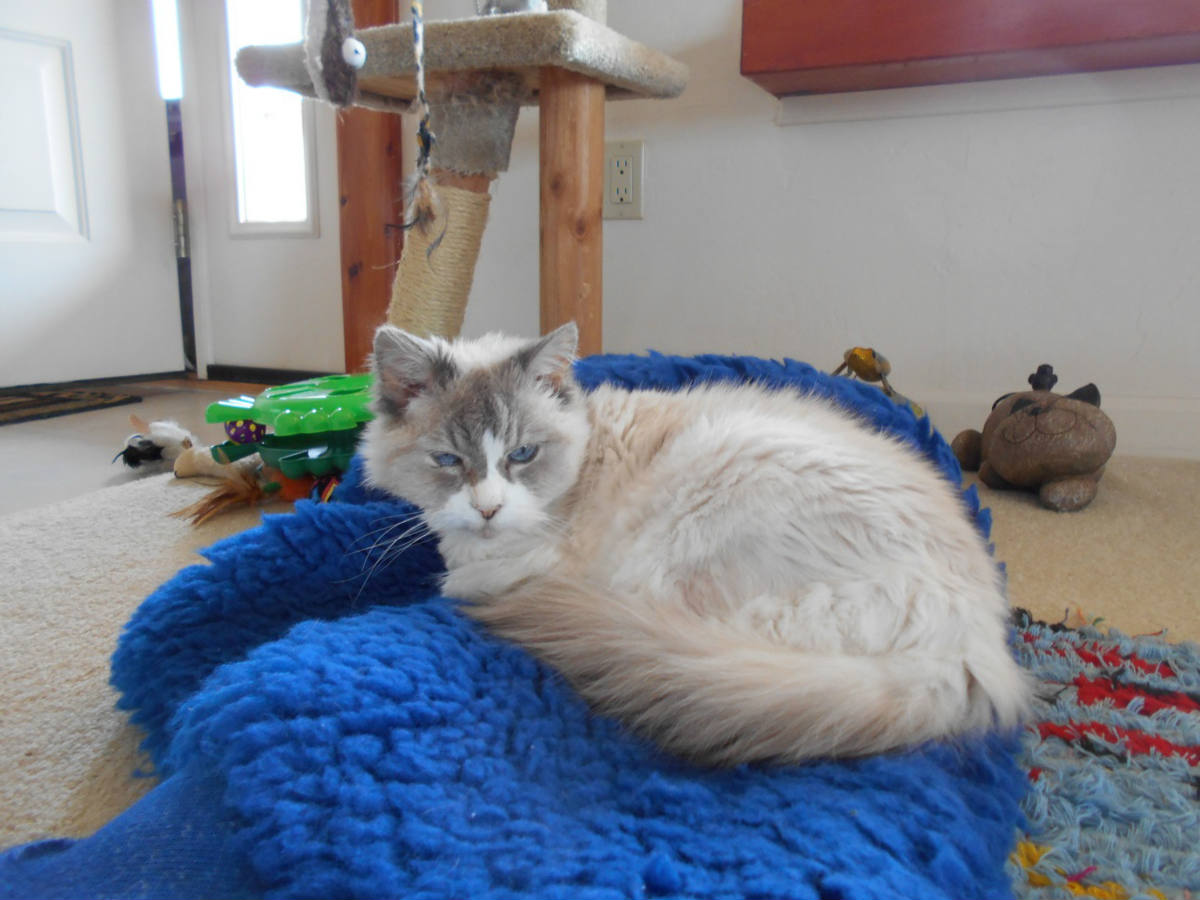 Solve Fuzz Butt in the blue fleece taking a nap :) jigsaw puzzle online ...