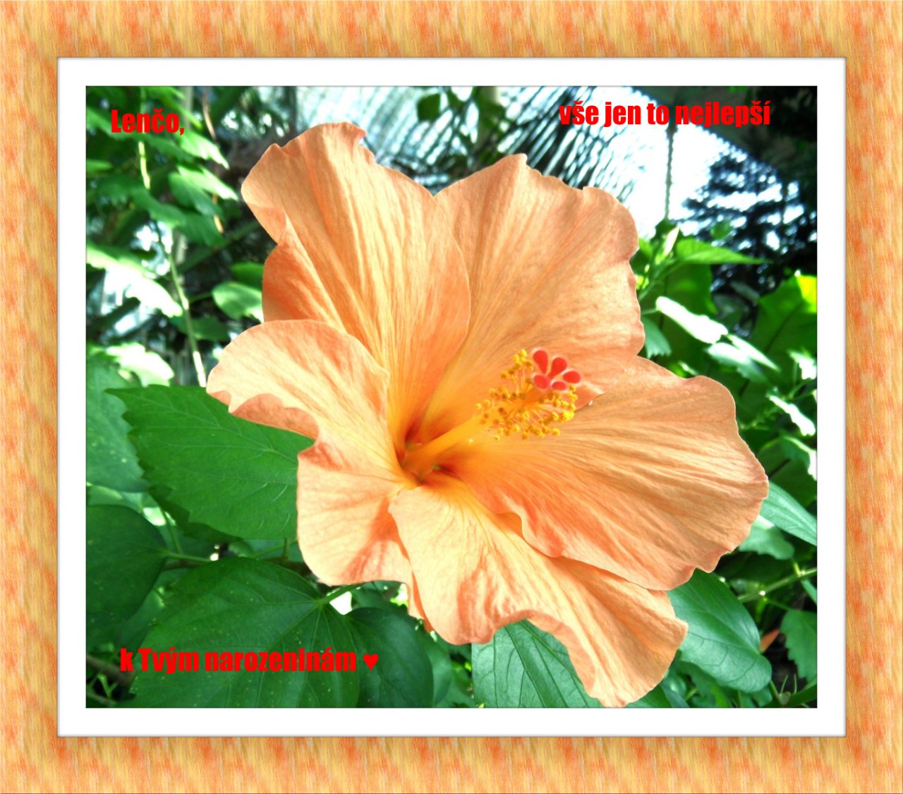 Solve Přání pro Lenku / Acnel/, A wish for Lenka /Acnel/ jigsaw puzzle ...