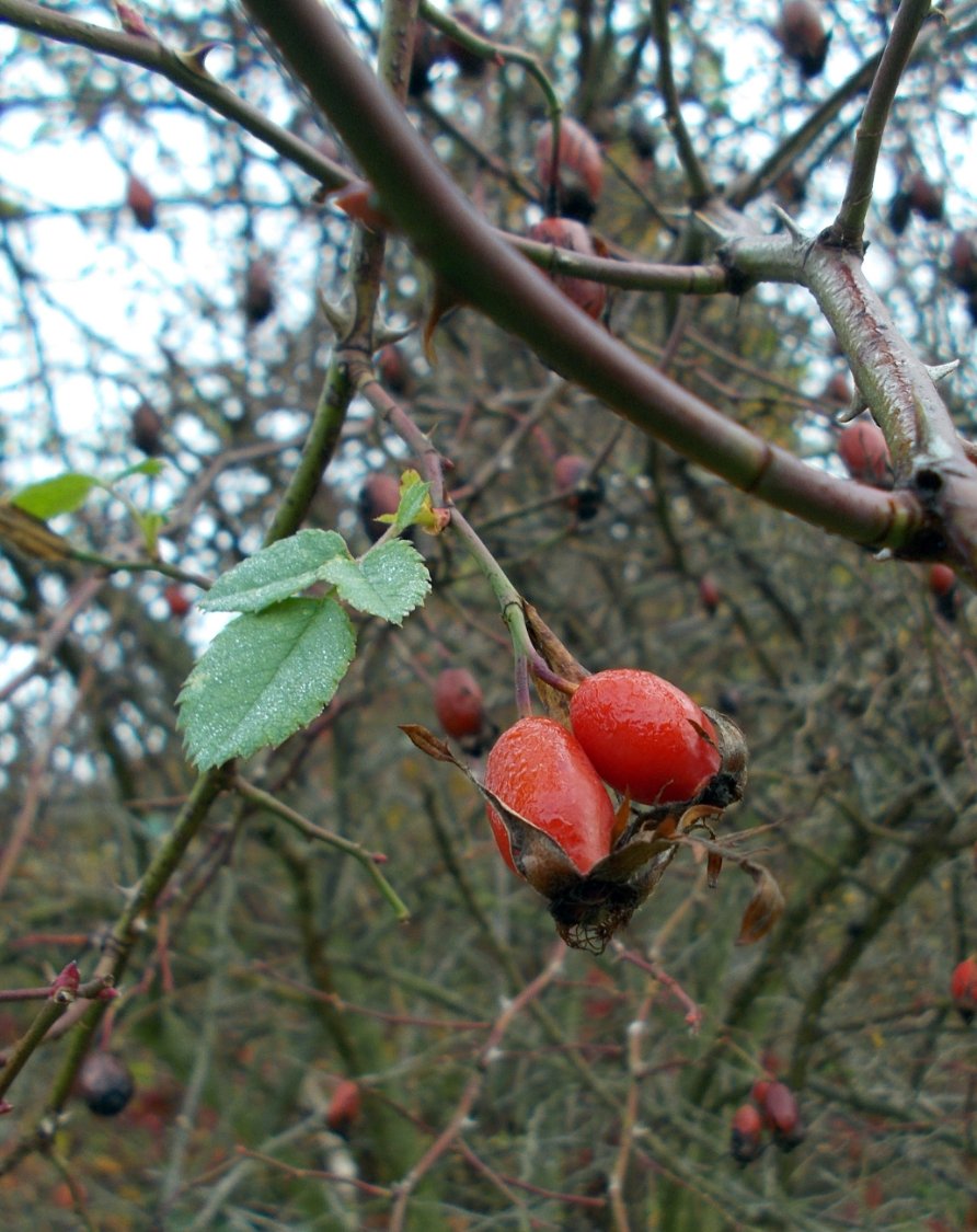 Solve ŠÍPKY jigsaw puzzle online with 12 pieces