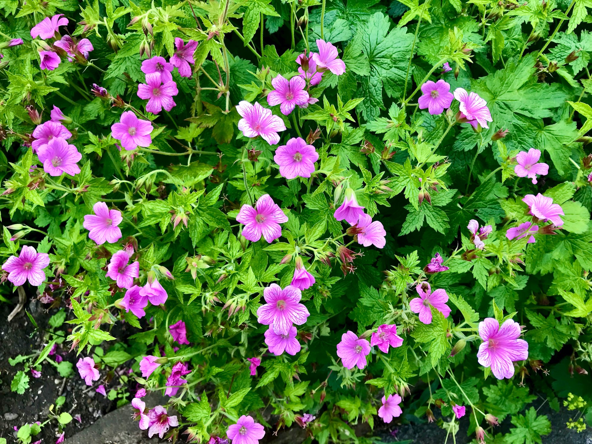 Solve Geranium jigsaw puzzle online with 99 pieces