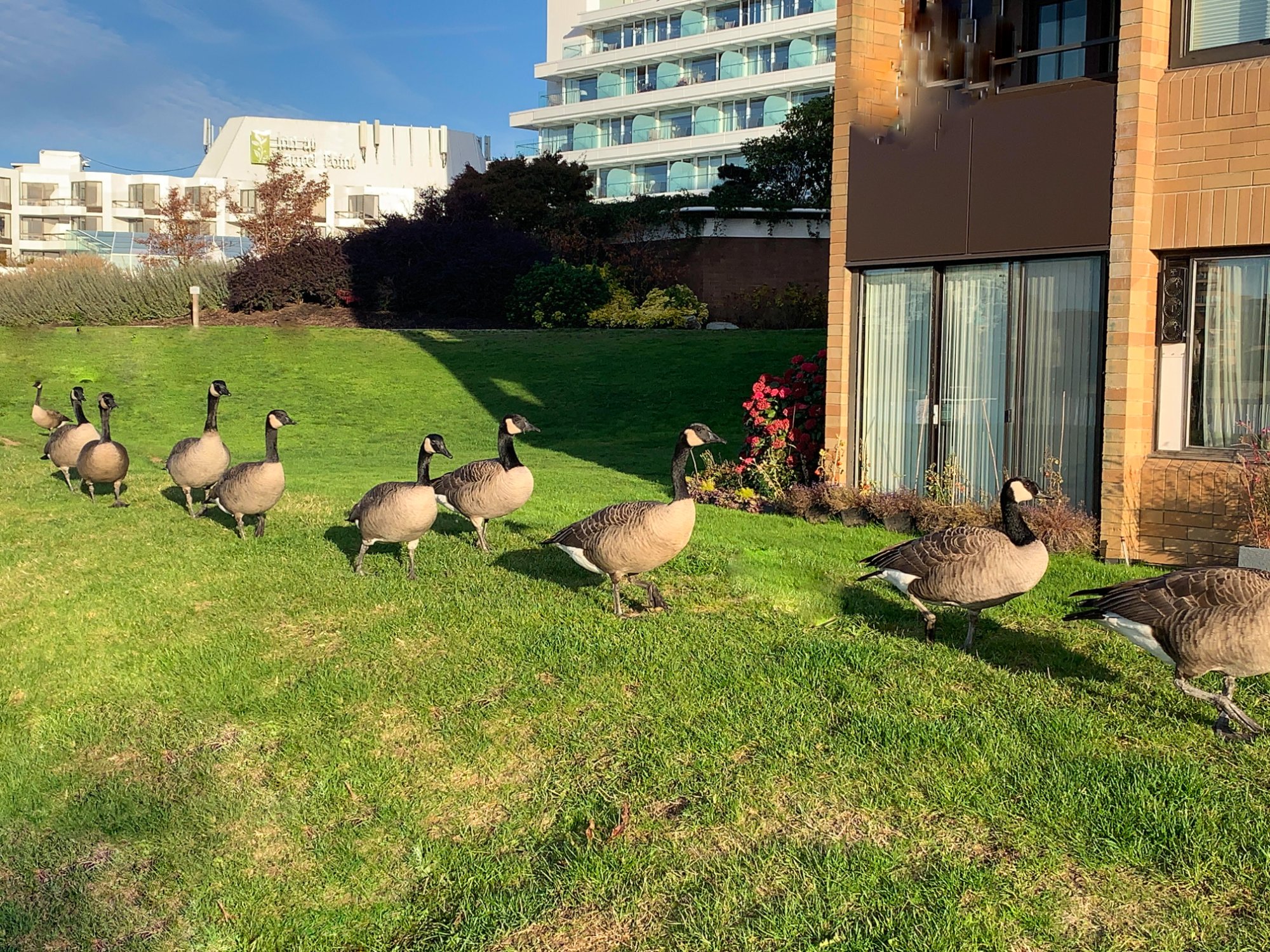 Jigsaw Puzzle | 130 pieces | Goose stepping Canada geese | Jigidi