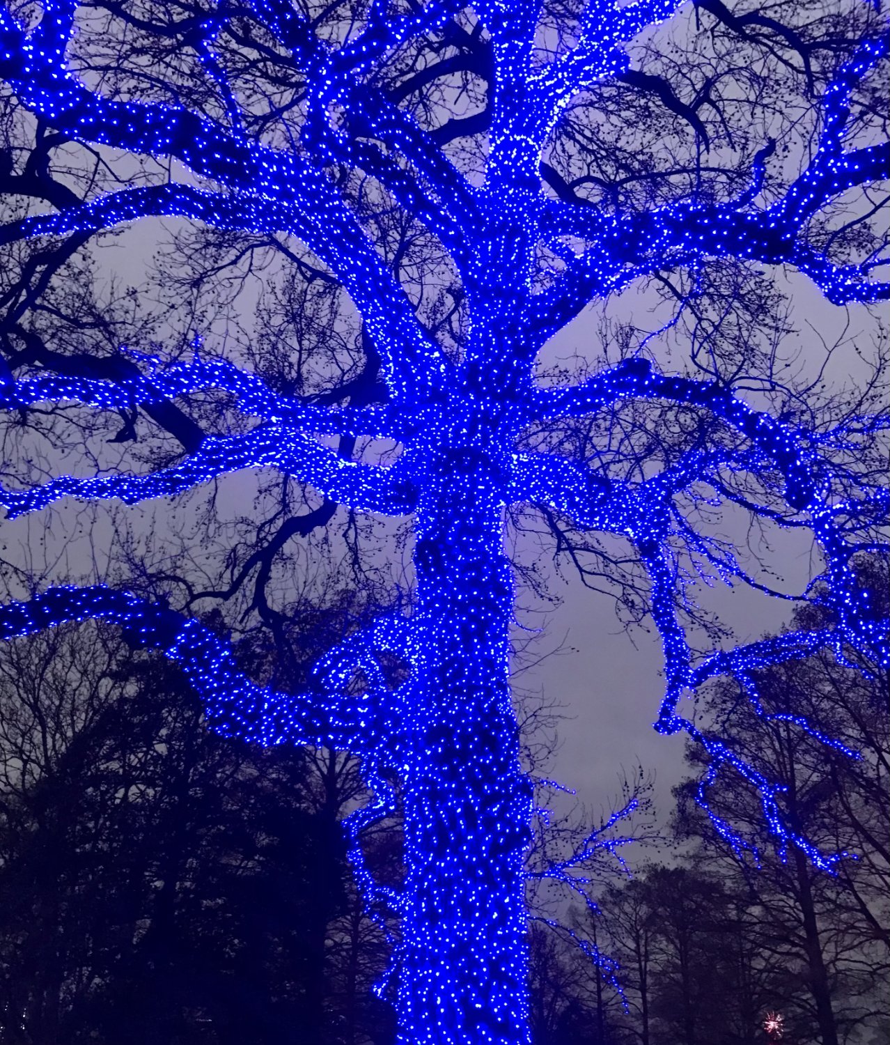Solve Big Blue Tree jigsaw puzzle online with 72 pieces