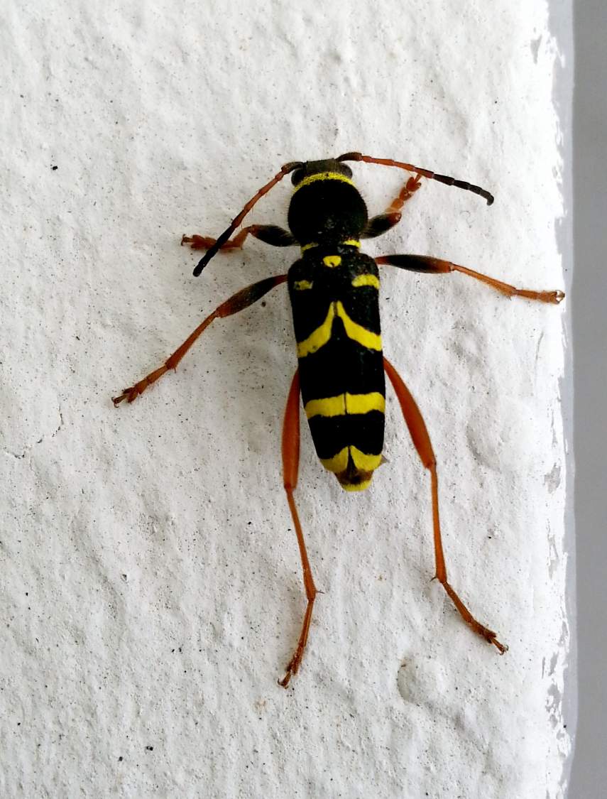 Solve Wasp Beetle jigsaw puzzle online with 48 pieces