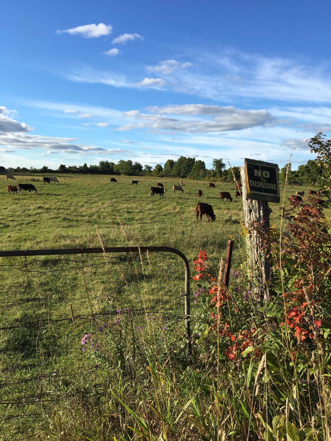 Solve Country scenes in Ontario, Canada jigsaw puzzle online with 108 ...