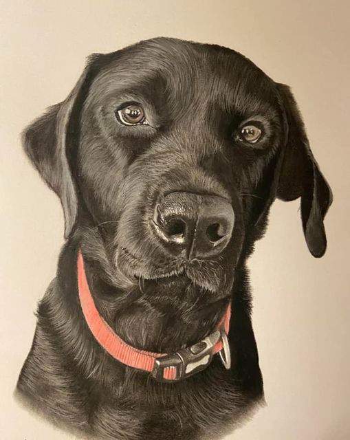 Solve Black lab sketch and pastel drawing portrait jigsaw puzzle online ...