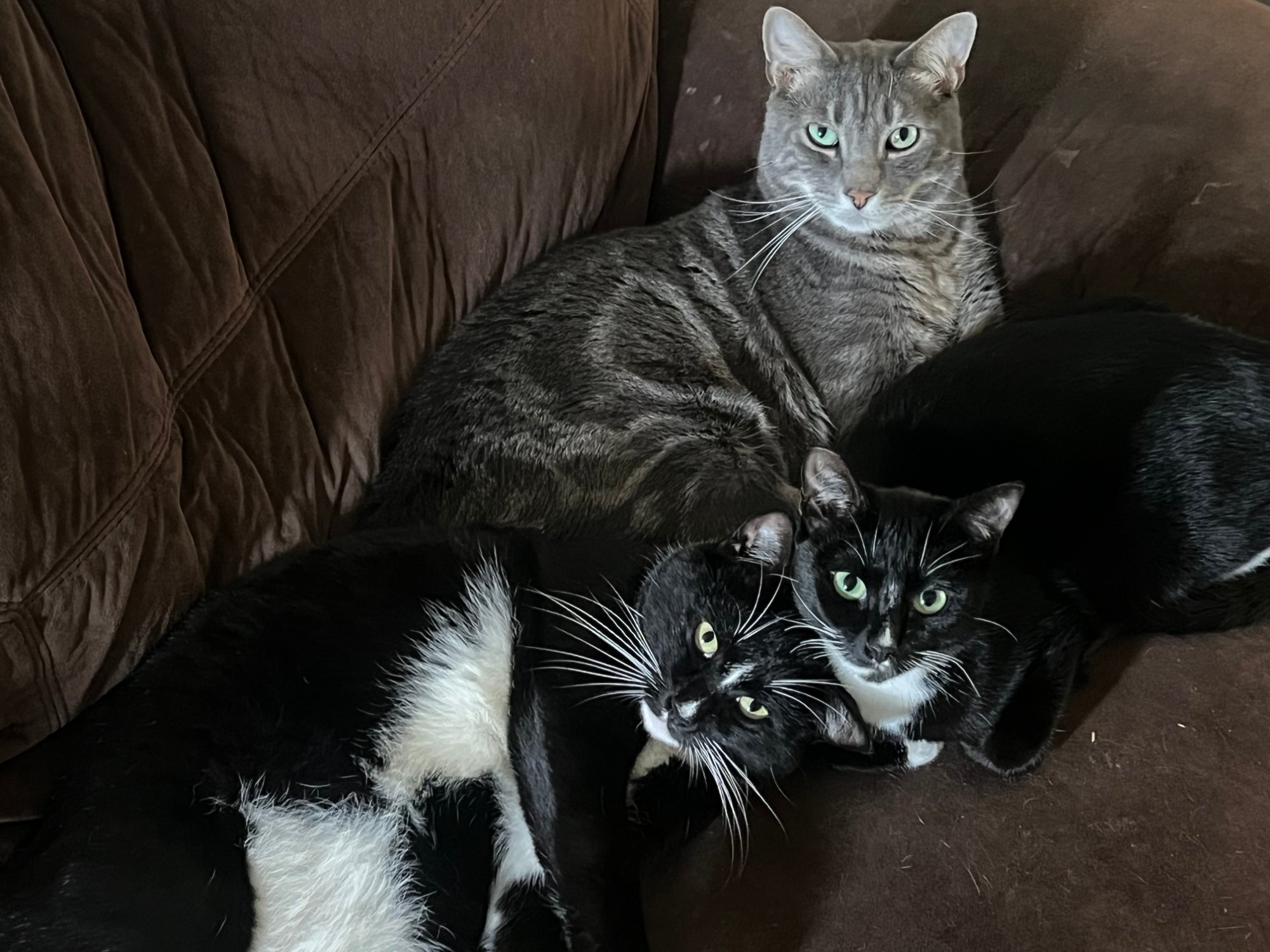 Solve Kitty Trinity jigsaw puzzle online with 594 pieces
