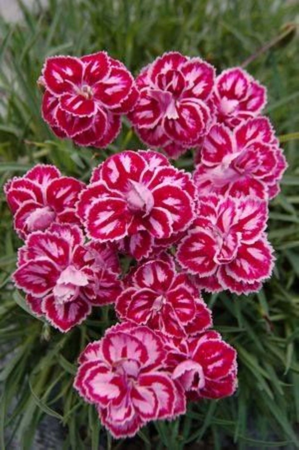 Solve Unknown flower jigsaw puzzle online with 352 pieces