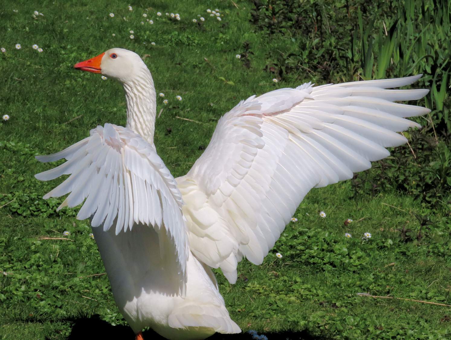 Solve stretching Pomeranian goose (Pommerse gans) jigsaw puzzle online ...