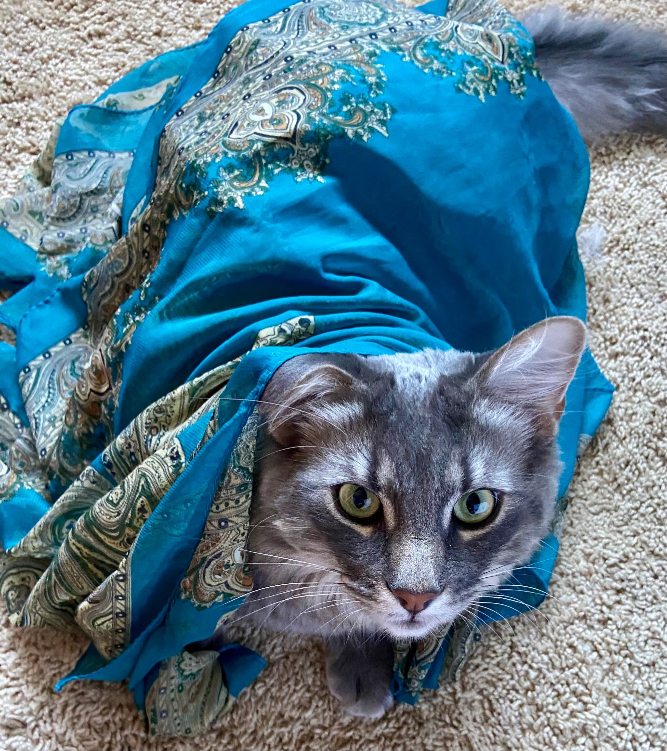 Solve Milo's Security Scarf jigsaw puzzle online with 156 pieces
