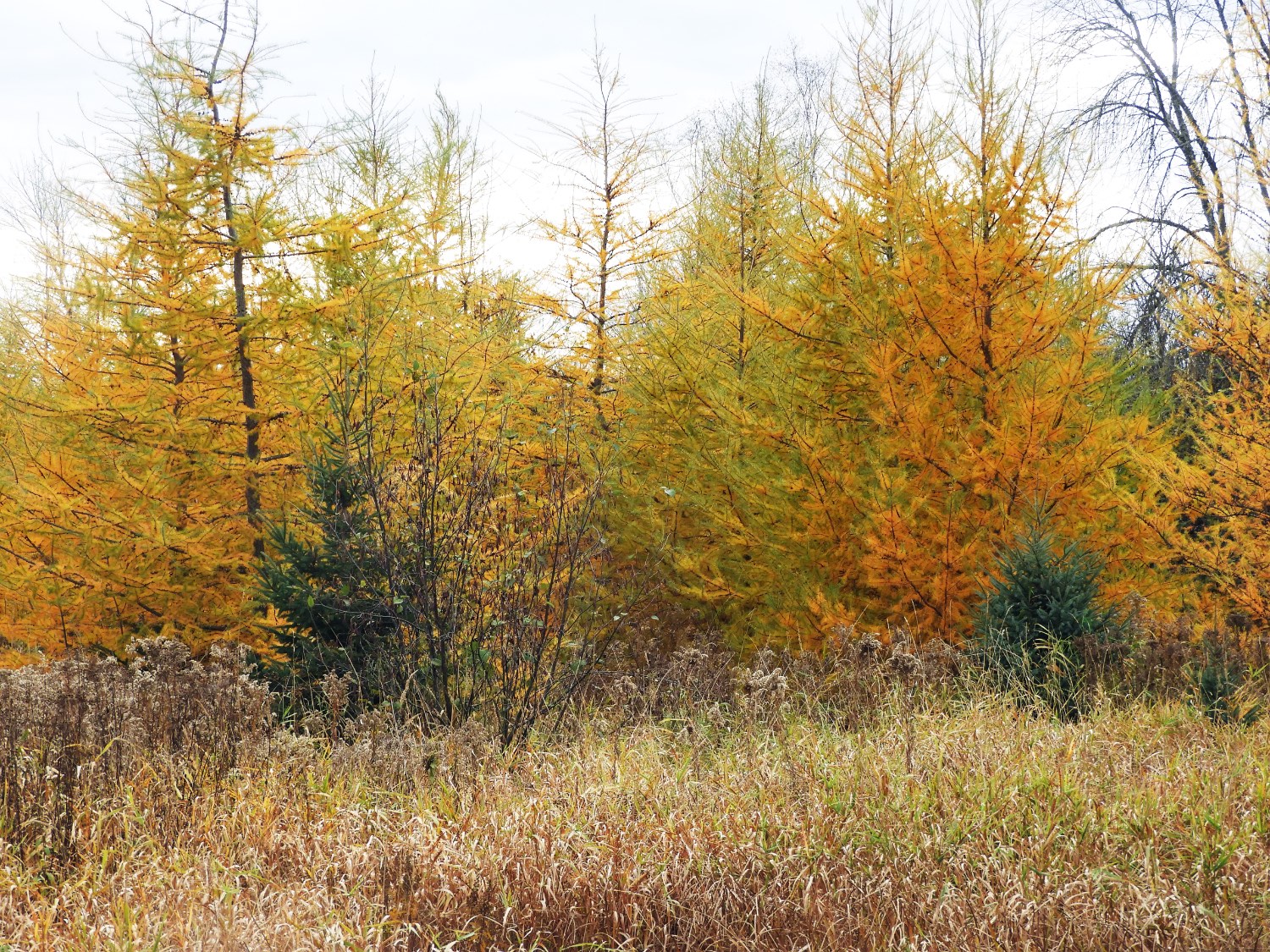 Solve Larch (Eastern tamarack) trees jigsaw puzzle online with 20 pieces