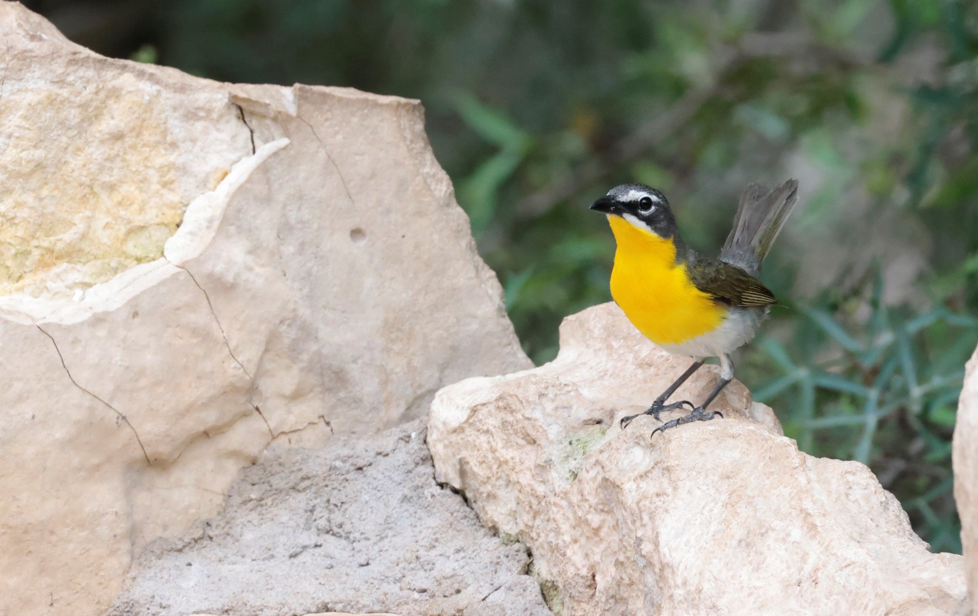 Solve Yellow Chat jigsaw puzzle online with 228 pieces