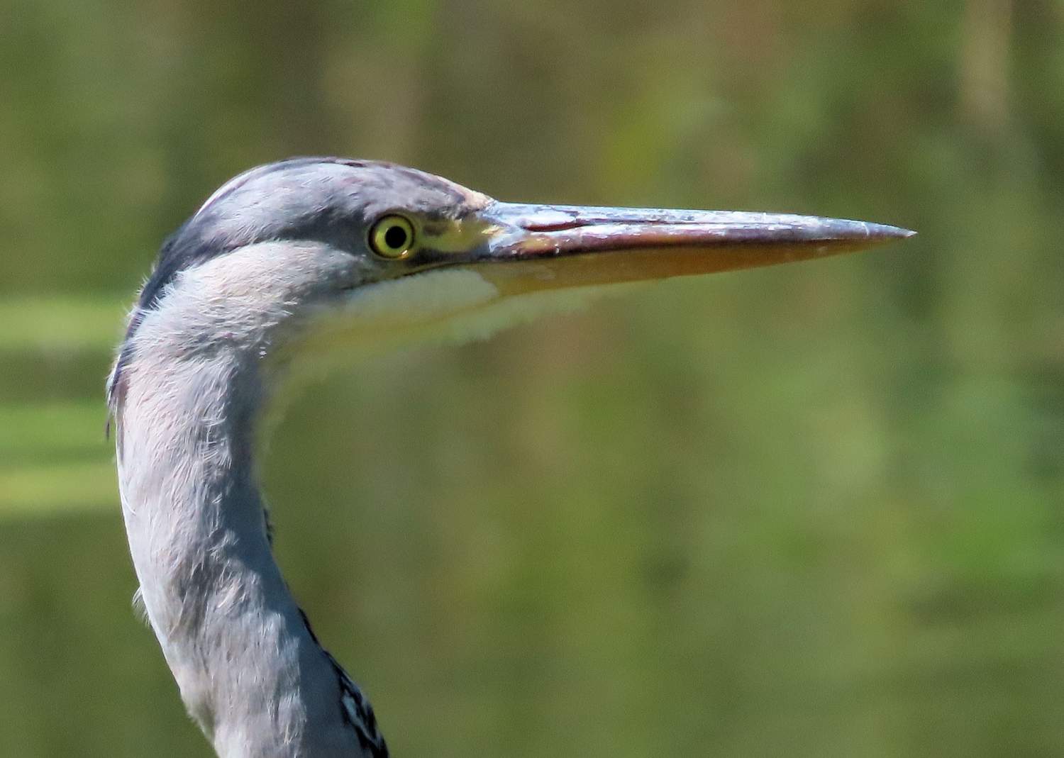 Solve young heron (jonge reiger) jigsaw puzzle online with 54 pieces