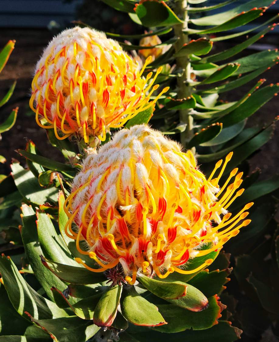 Jigsaw Puzzle | Protea Twins | 30 pieces | Jigidi