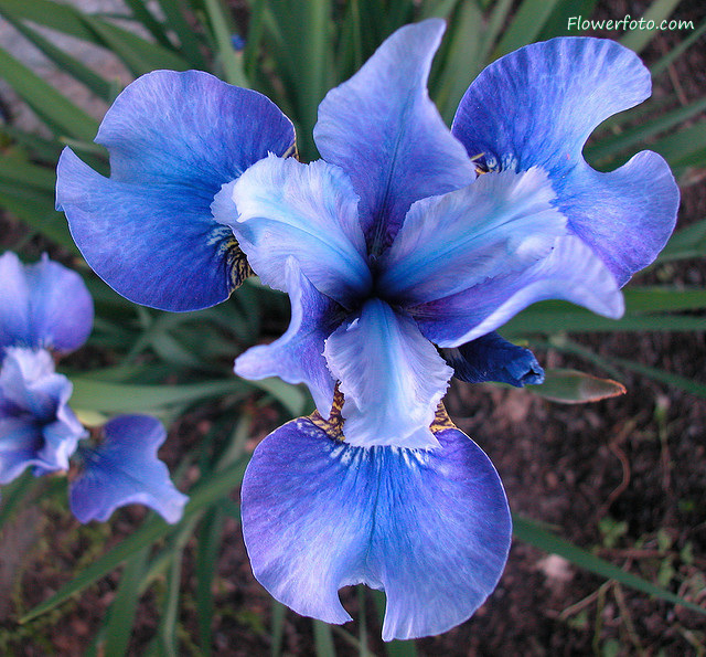 Solve Deep Blue Iris jigsaw puzzle online with 90 pieces