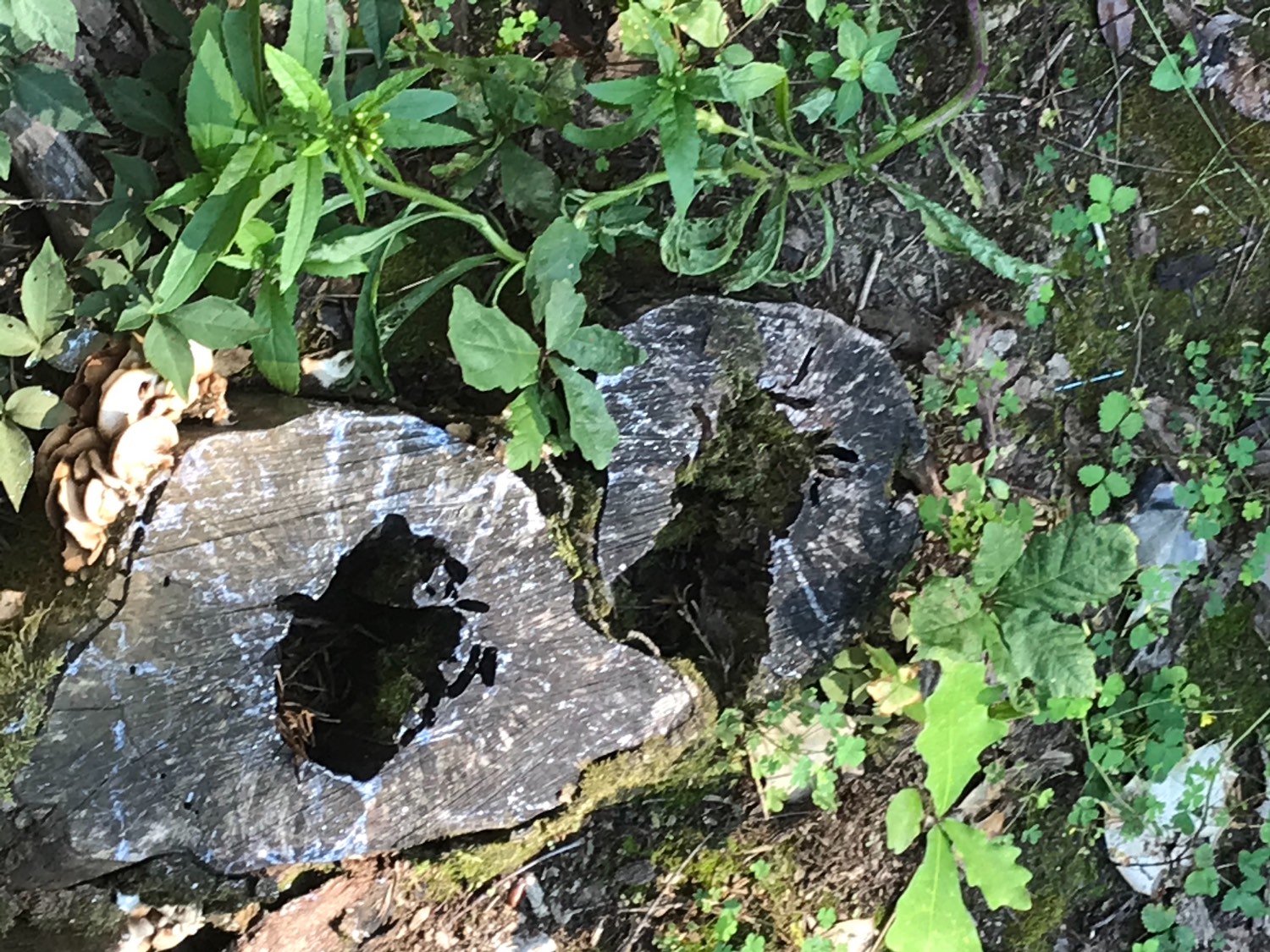 Solve Twin tree stumps jigsaw puzzle online with 48 pieces