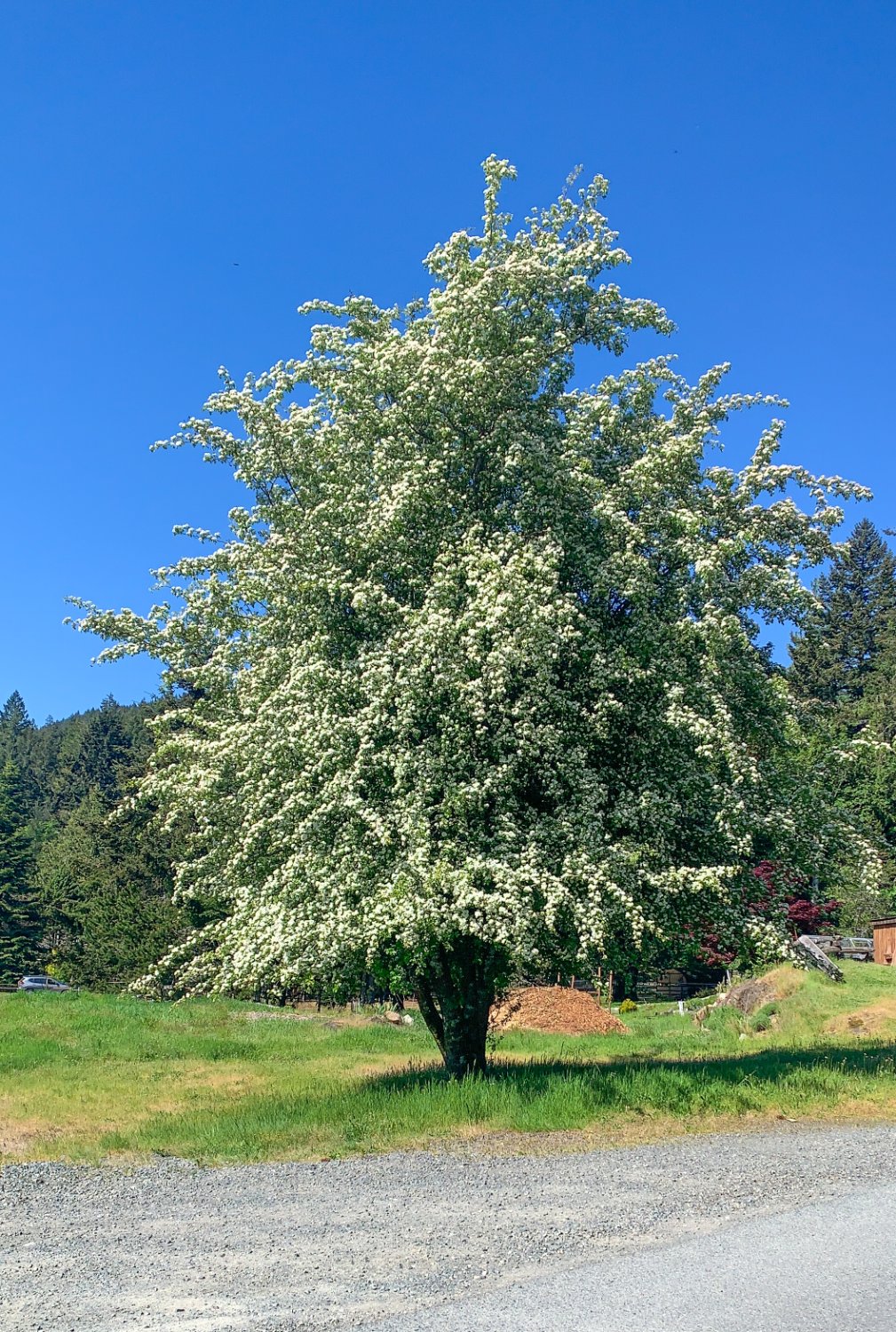 Solve A beautiful Hawthorne tree. jigsaw puzzle online with 150 pieces