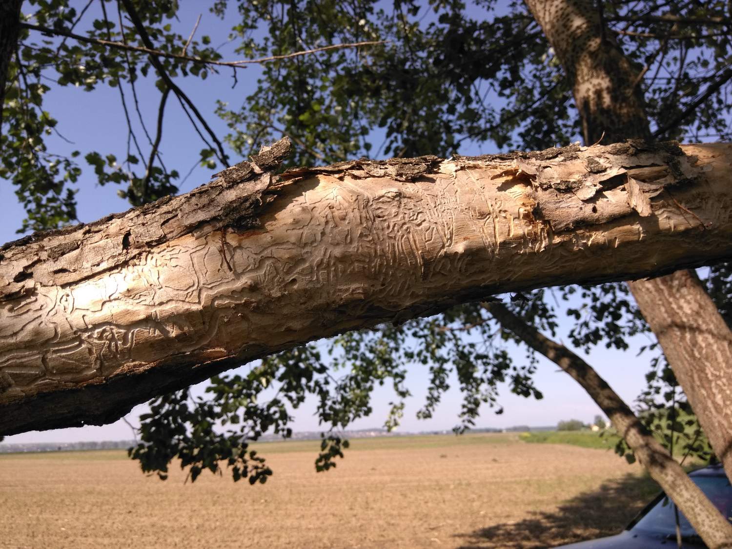 Solve A branch full of carvings jigsaw puzzle online with 108 pieces