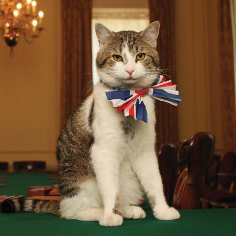 Solve LARRY THE NUMBER 10 DOWNING STREET CAT jigsaw puzzle online with ...