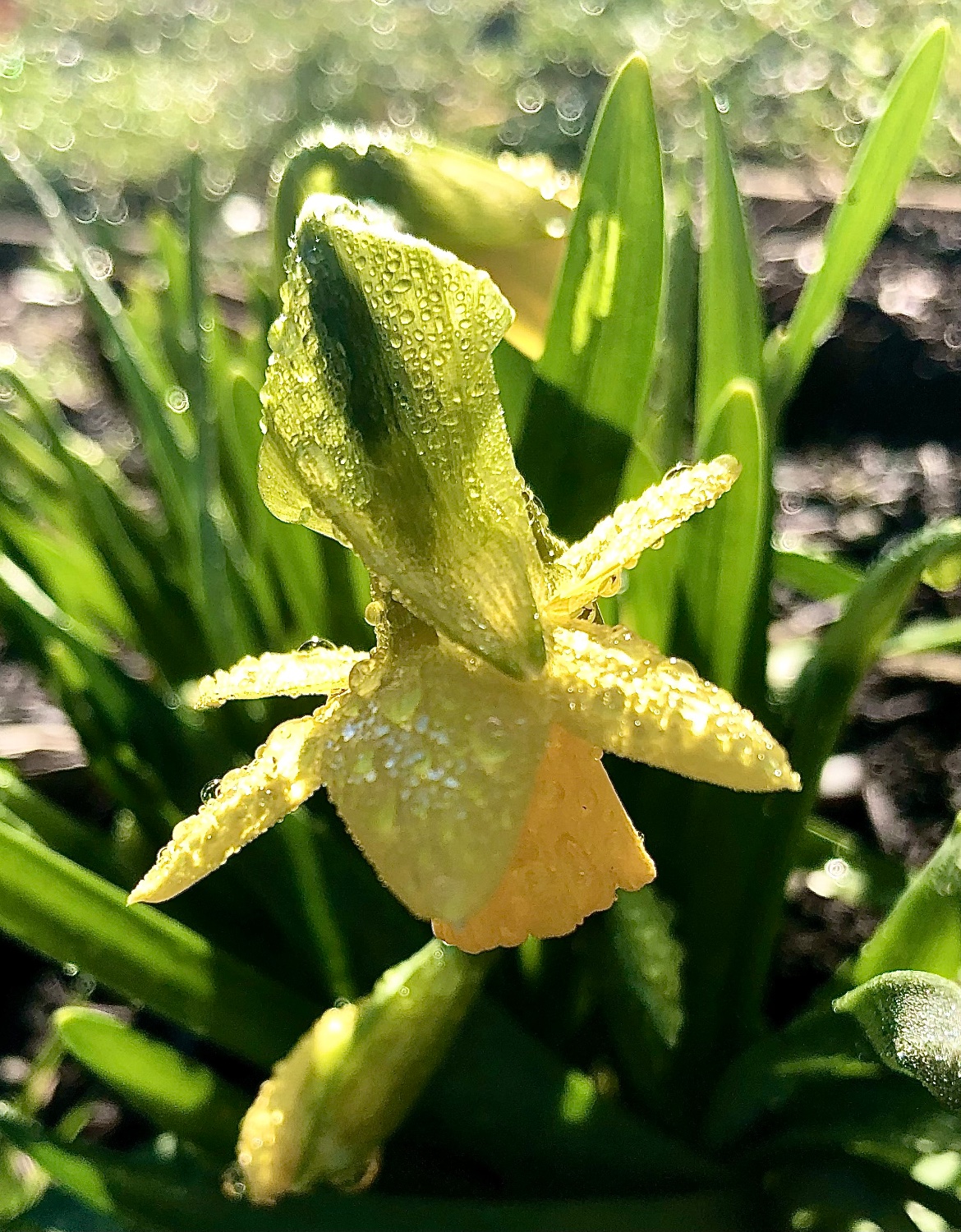 Solve Raindrops and miniature Daffs jigsaw puzzle online with 99 pieces