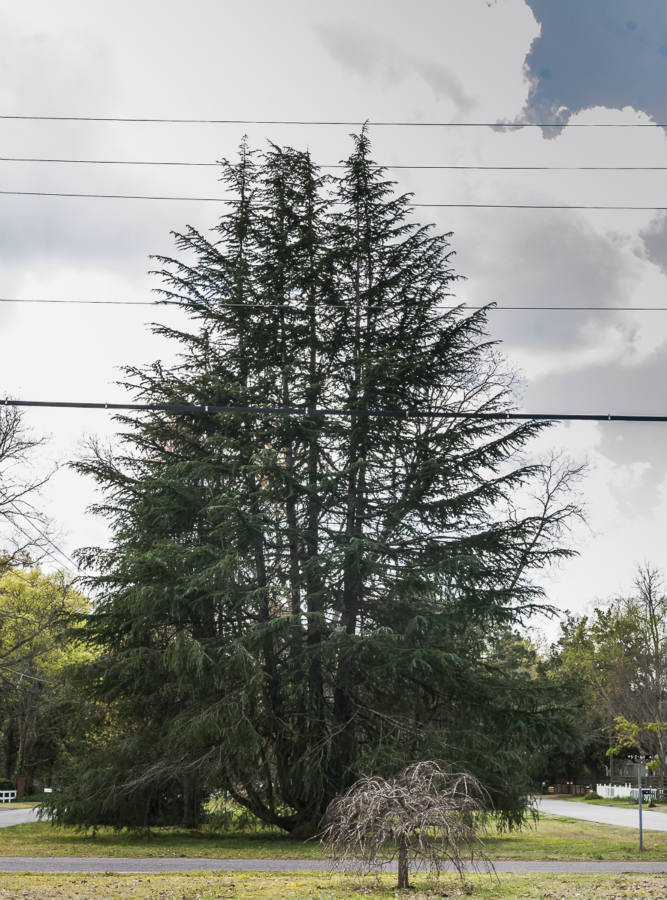Solve 100 year old cedar tree. jigsaw puzzle online with 24 pieces