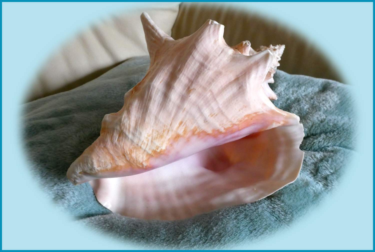 Solve Shell from Bali, honeymoon souvenir. Schelp uit Bali, huwelijks ...