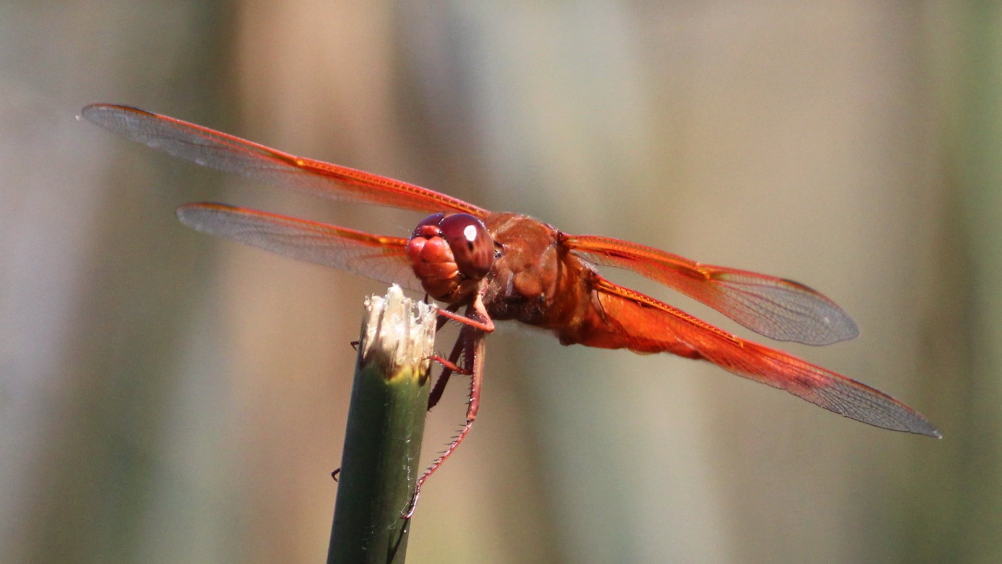 Solve Dragonfly, Discovery Lake, San Marcos, California jigsaw puzzle ...