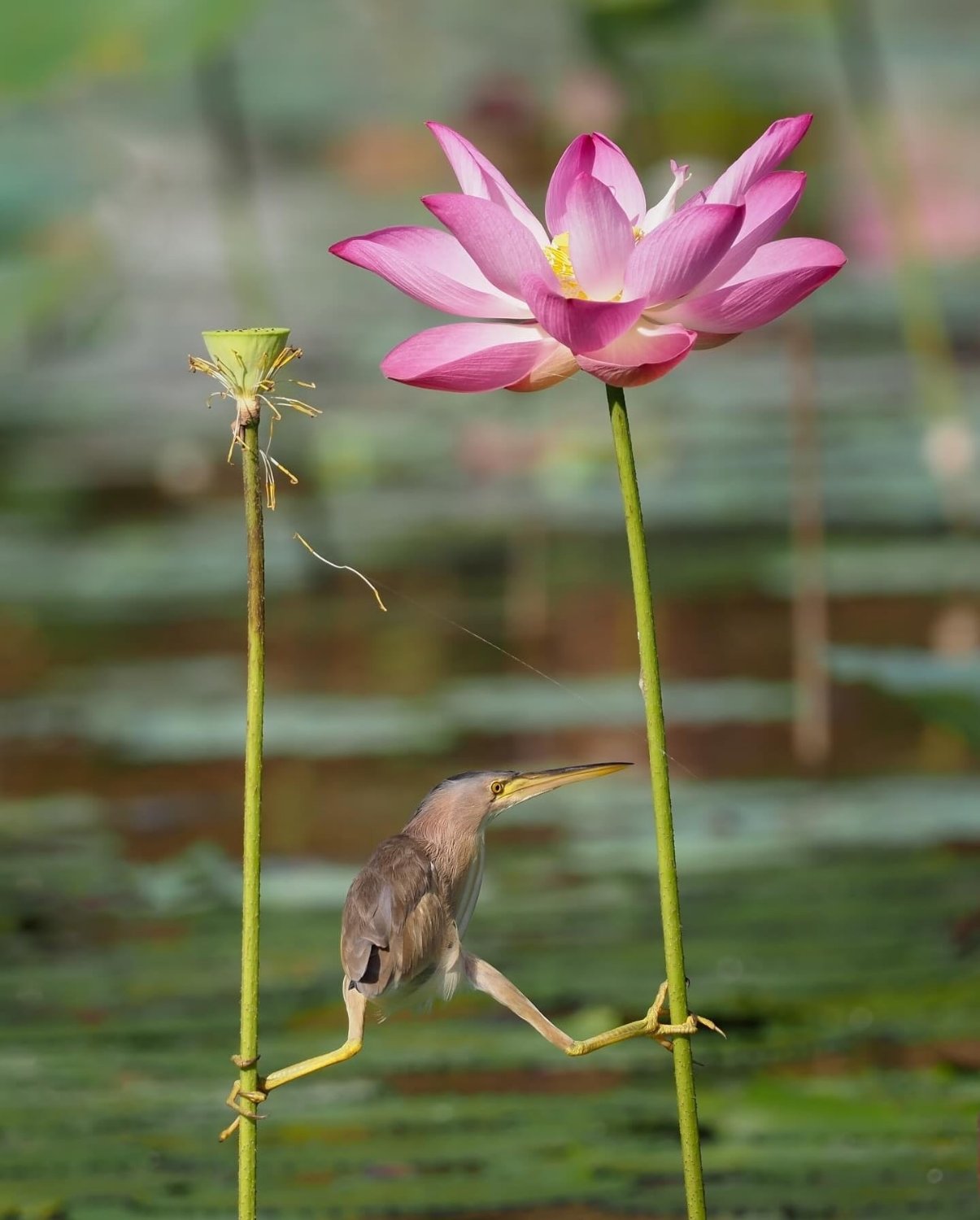 Solve Yellow Bittern (ixobrychus sinensis) jigsaw puzzle online with 63 ...