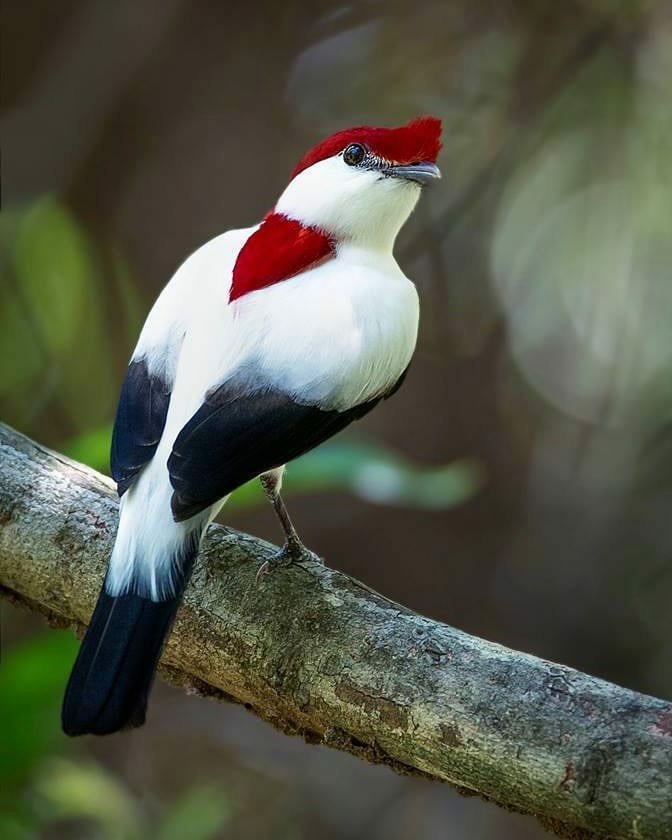 Solve Looking spiffy jigsaw puzzle online with 130 pieces