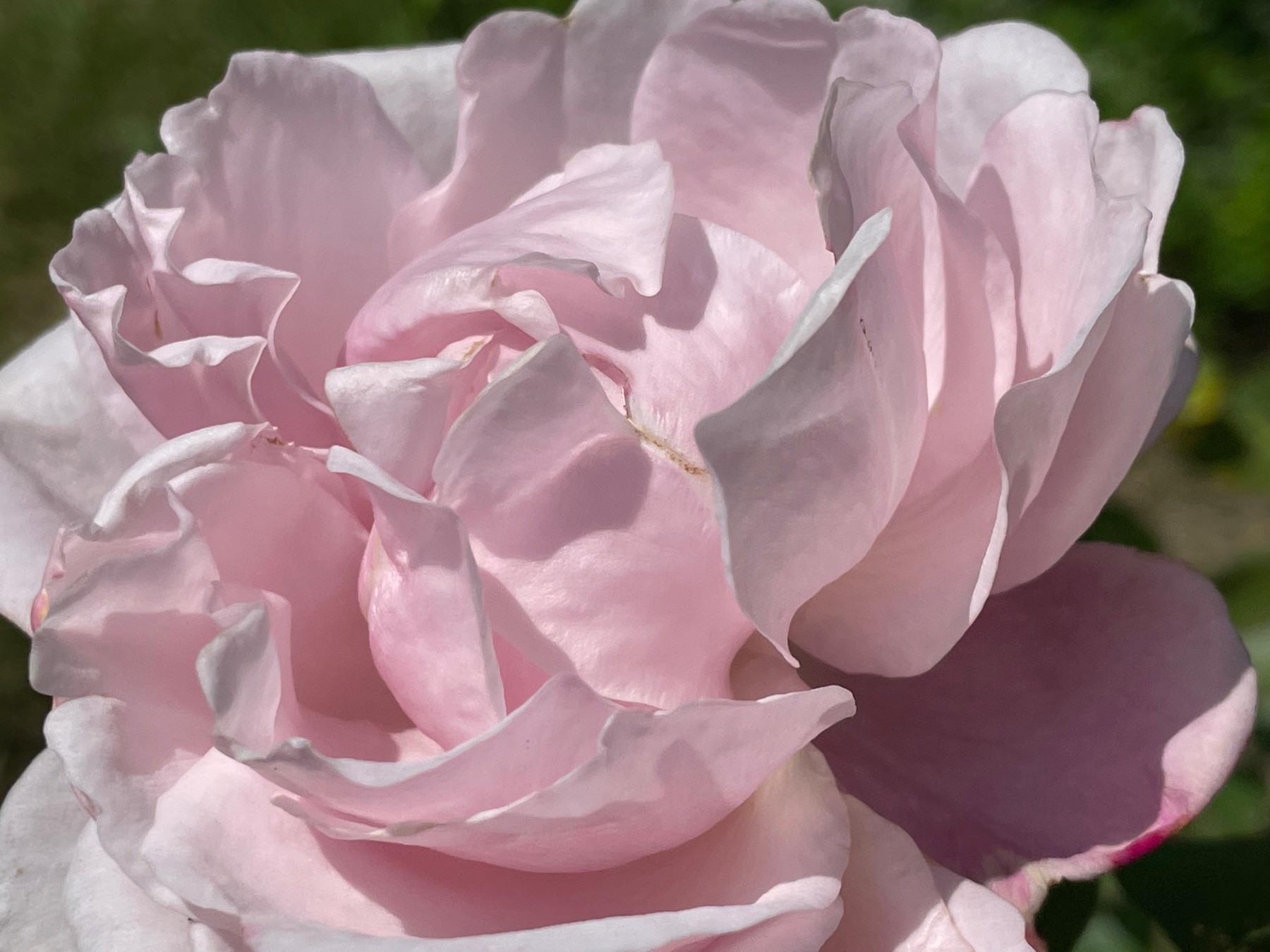 Jigsaw Puzzle | Roses | 63 pieces | Jigidi