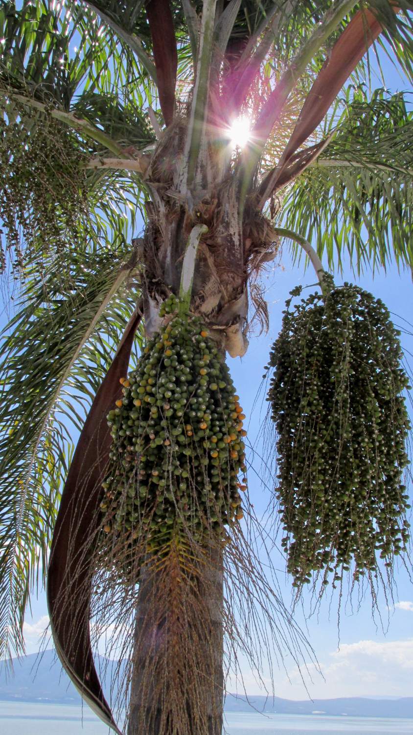 Solve Coconut tree along Lake Chapala, Mexico jigsaw puzzle online with ...