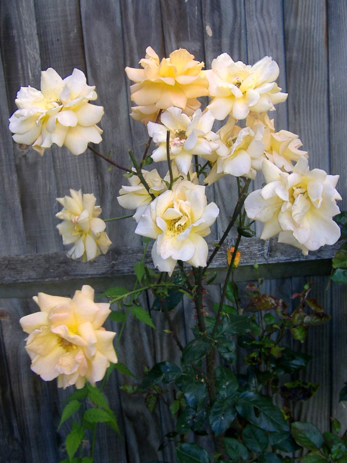 Solve 2021 - Garden - Rose - Whiskey Mac 2 jigsaw puzzle online with ...