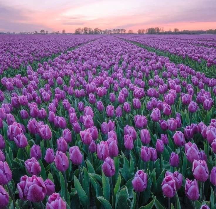 Solve Purple tulips jigsaw puzzle online with 9 pieces