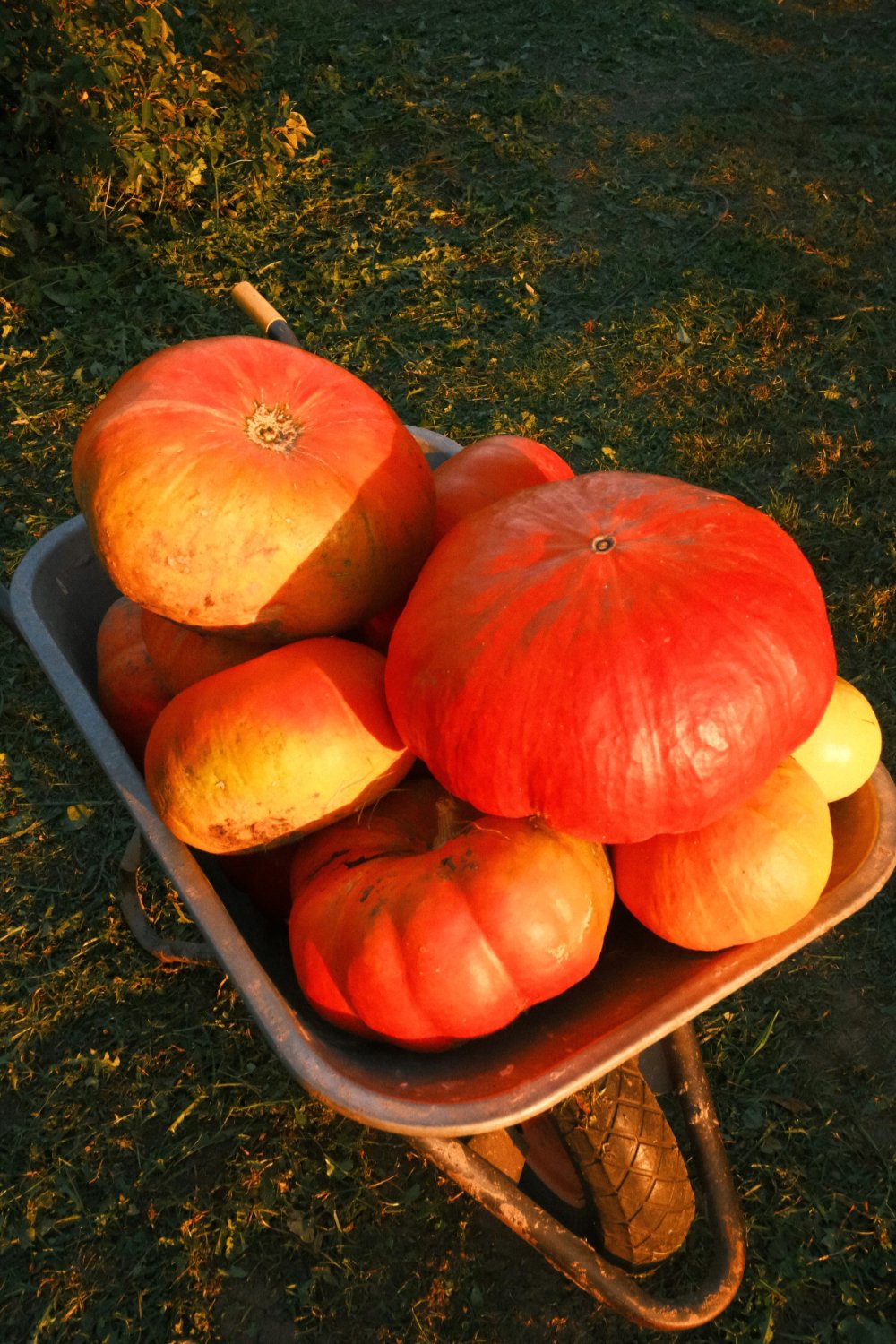 Solve Pumpkins in wheelbarrow jigsaw puzzle online with 40 pieces