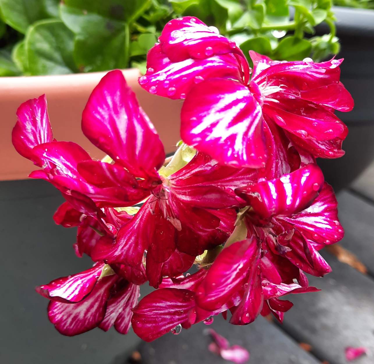 Solve Burgundy and white geranium jigsaw puzzle online with 100 pieces