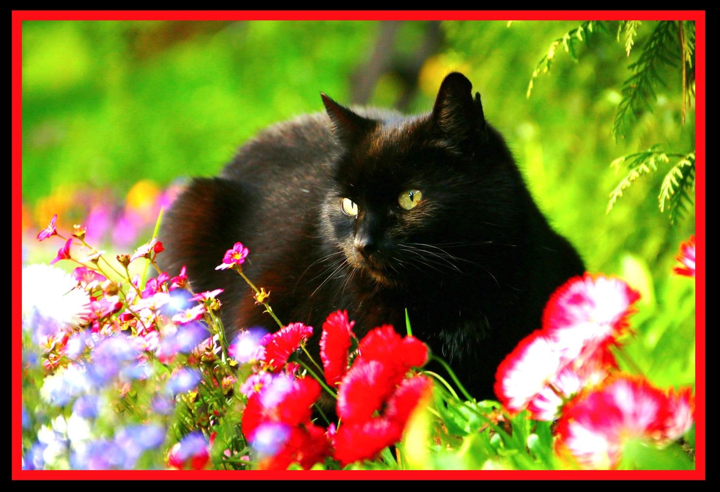 Solve Rufus jigsaw puzzle online with 48 pieces