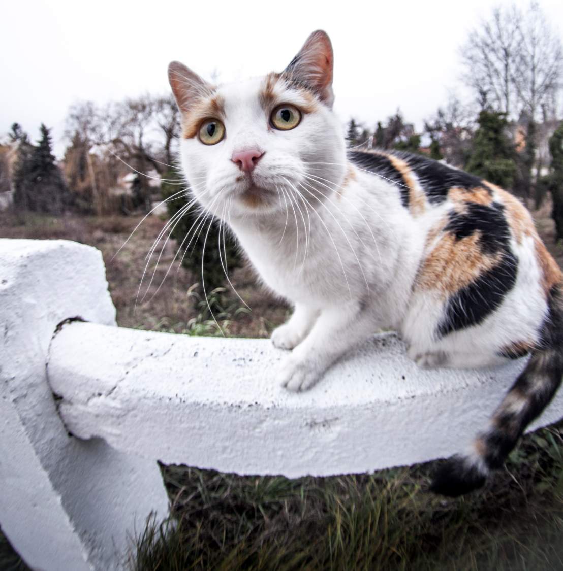 Solve Calico Cat on a Fence jigsaw puzzle online with 36 pieces