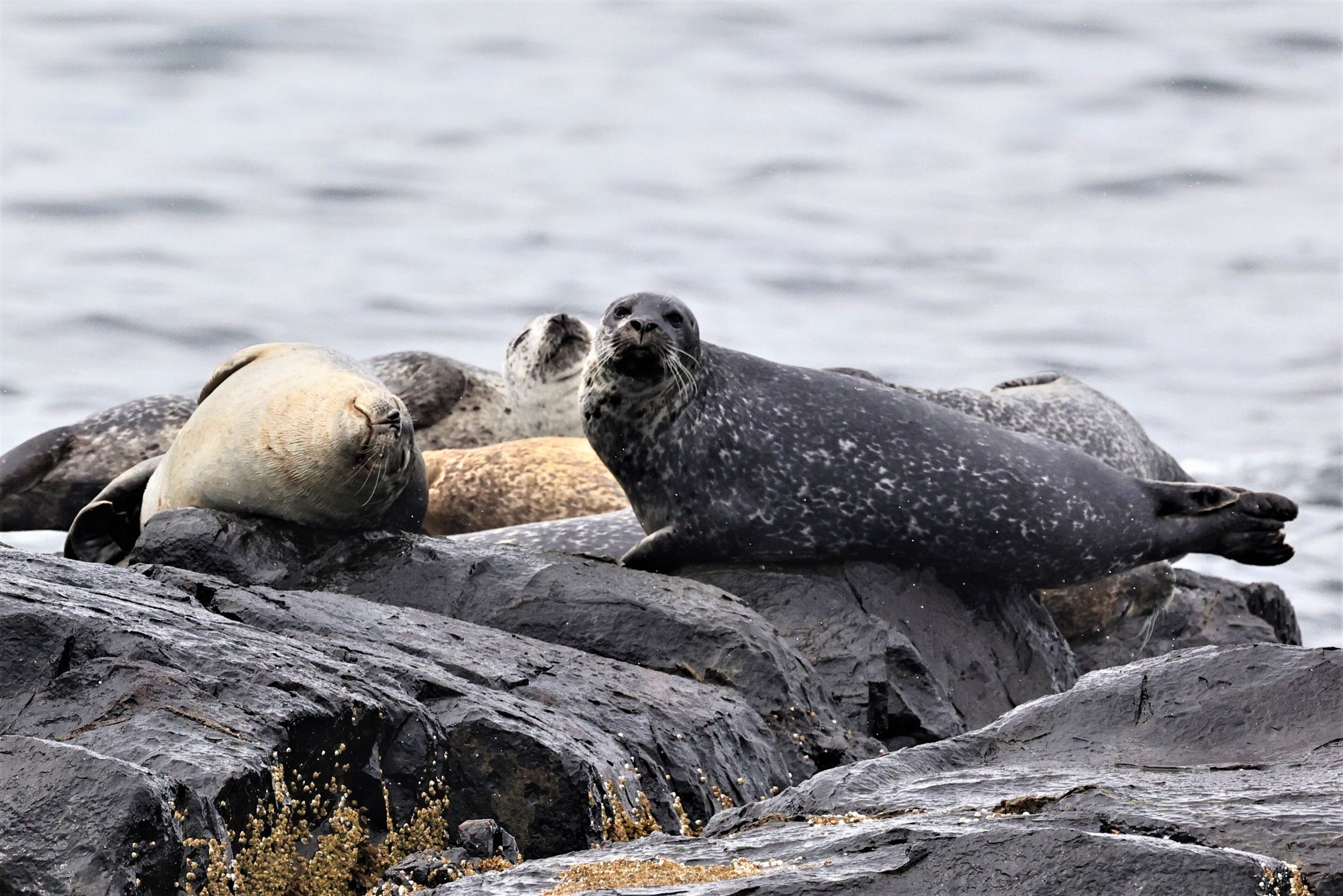 Solve Seals jigsaw puzzle online with 70 pieces