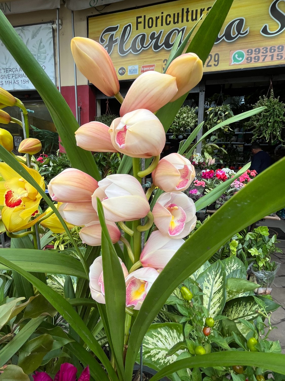 Solve Flora jigsaw puzzle online with 336 pieces