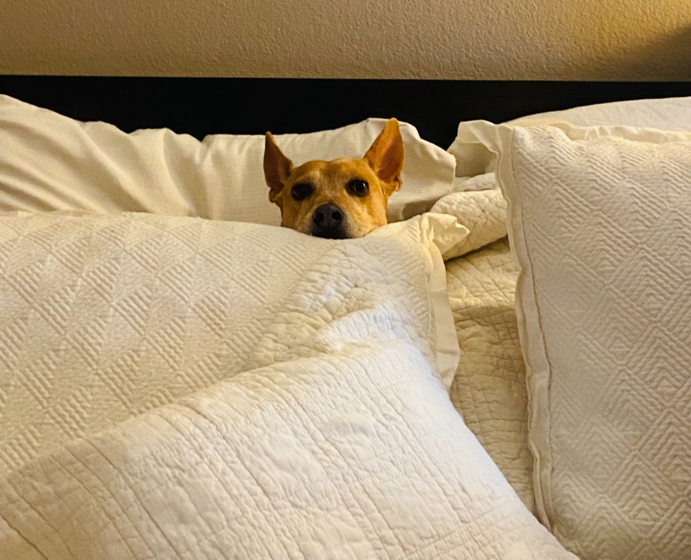 Solve Where's Jack? jigsaw puzzle online with 20 pieces