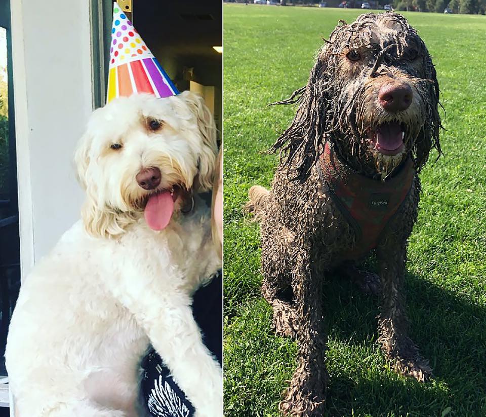 Solve Before and after the mud bath jigsaw puzzle online with 120 pieces