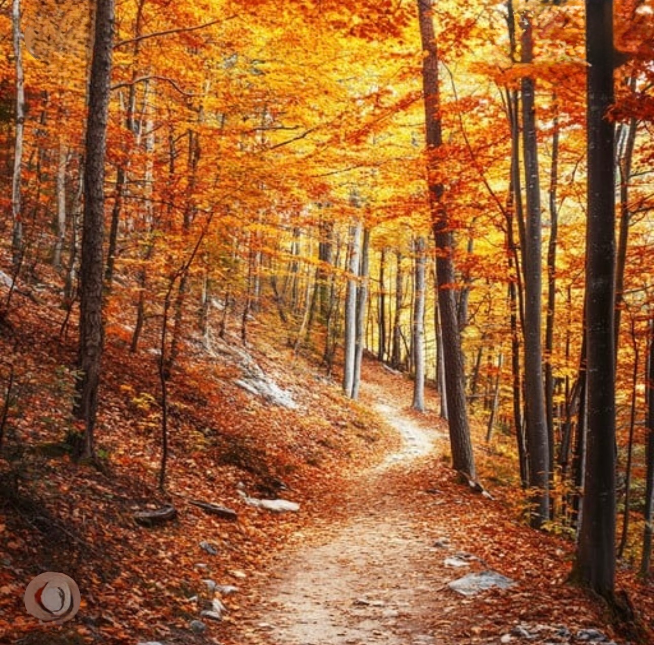 Solve Hiking Trail jigsaw puzzle online with 81 pieces