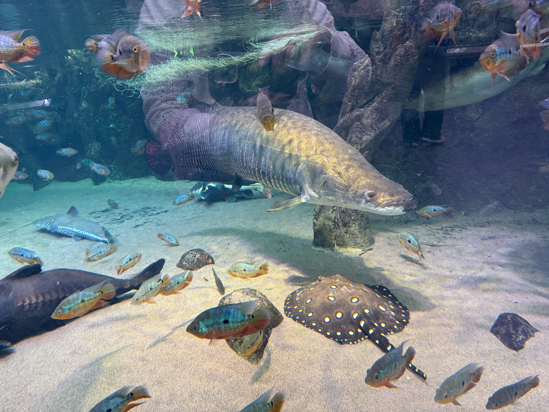 Solve Amazon river exhibit Shedd Aquarium jigsaw puzzle online with 63 ...