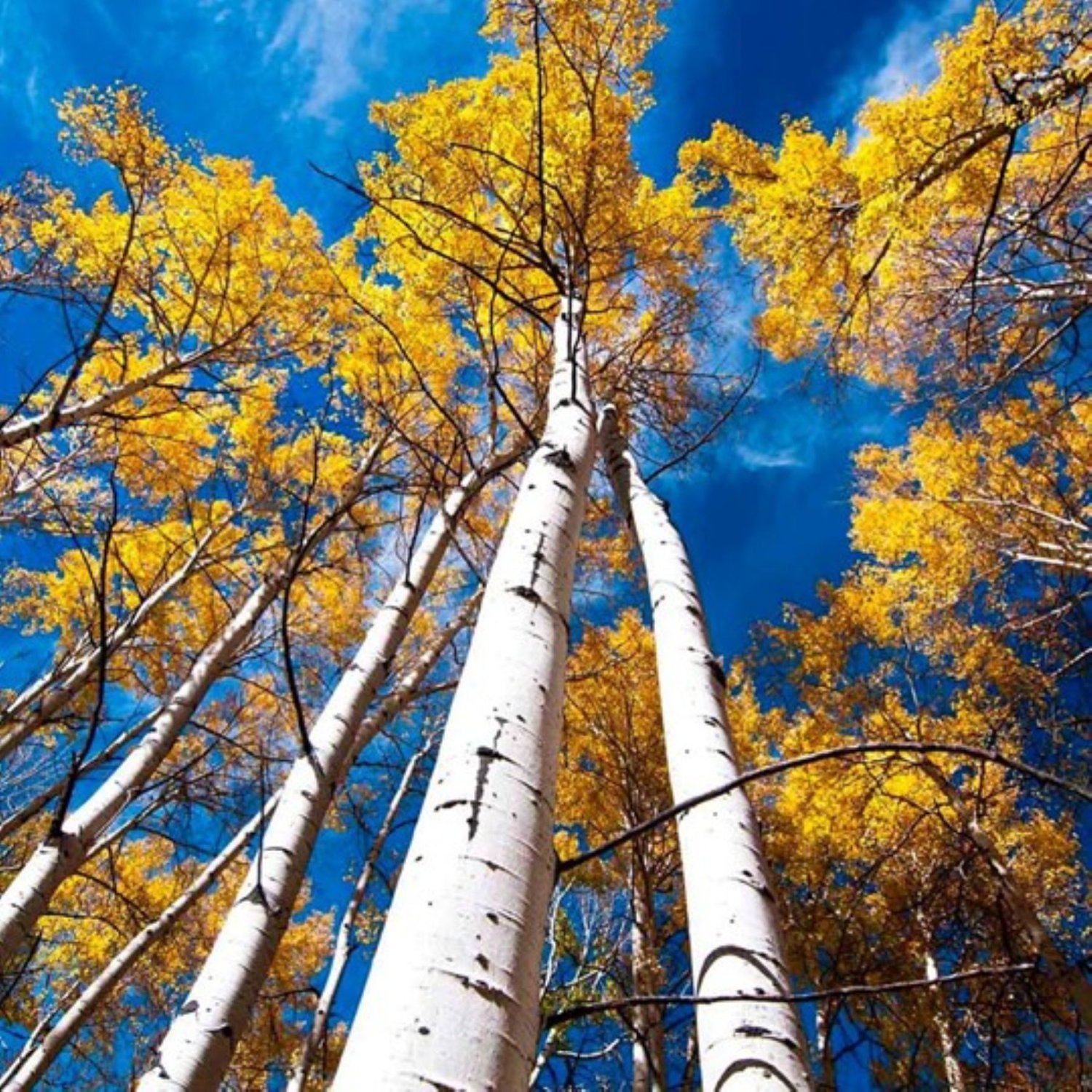 Solve Pando Tree jigsaw puzzle online with 196 pieces