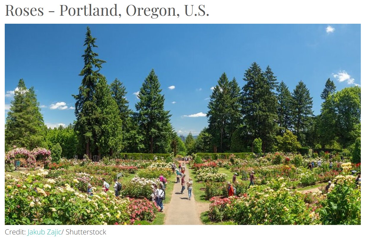 Solve OREGON-ROSE-GARDEN-PORTLAND jigsaw puzzle online with 54 pieces
