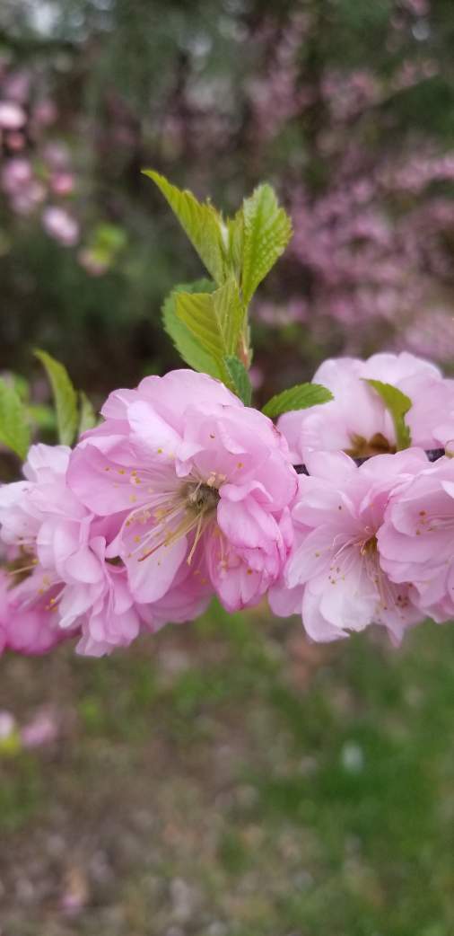 Solve rose tree of China bloom jigsaw puzzle online with 10 pieces