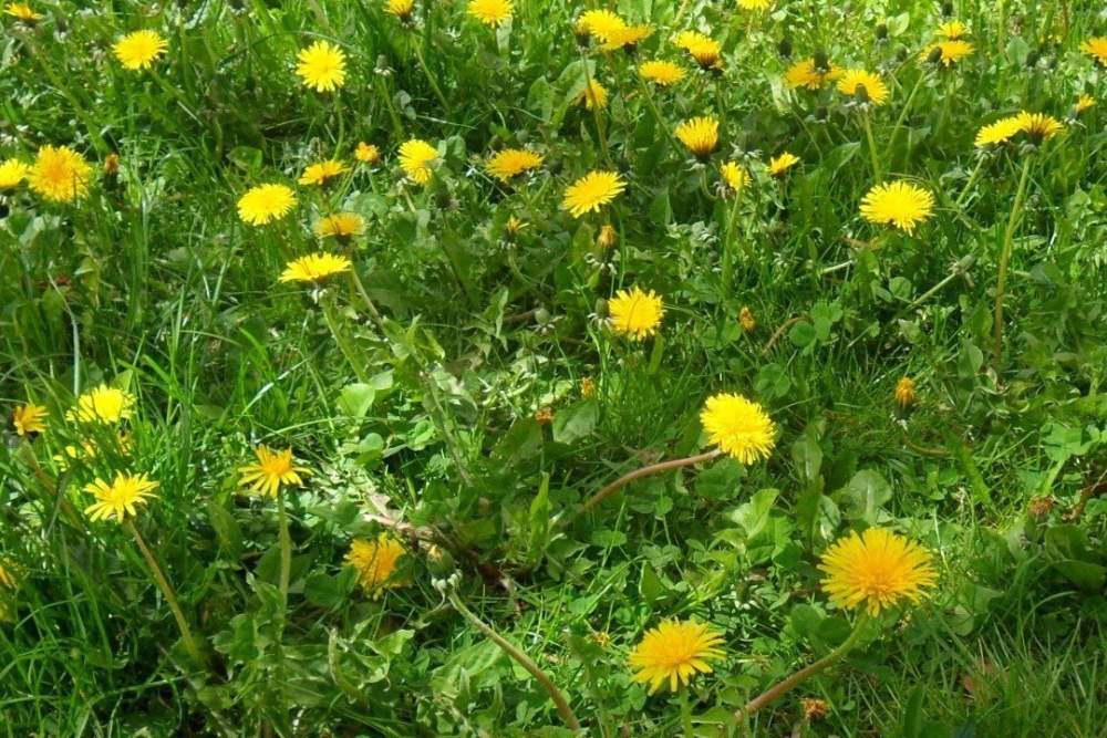 Solve Pampelišky na louce... Dandelions in the meadow ... jigsaw puzzle ...