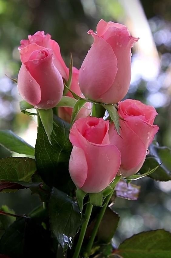 Solve Růže jigsaw puzzle online with 70 pieces