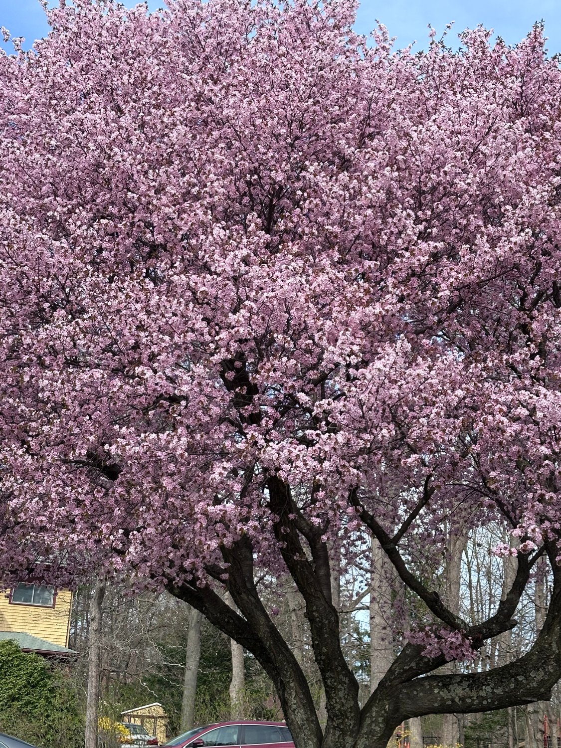 Solve Flowering cherry tree jigsaw puzzle online with 63 pieces