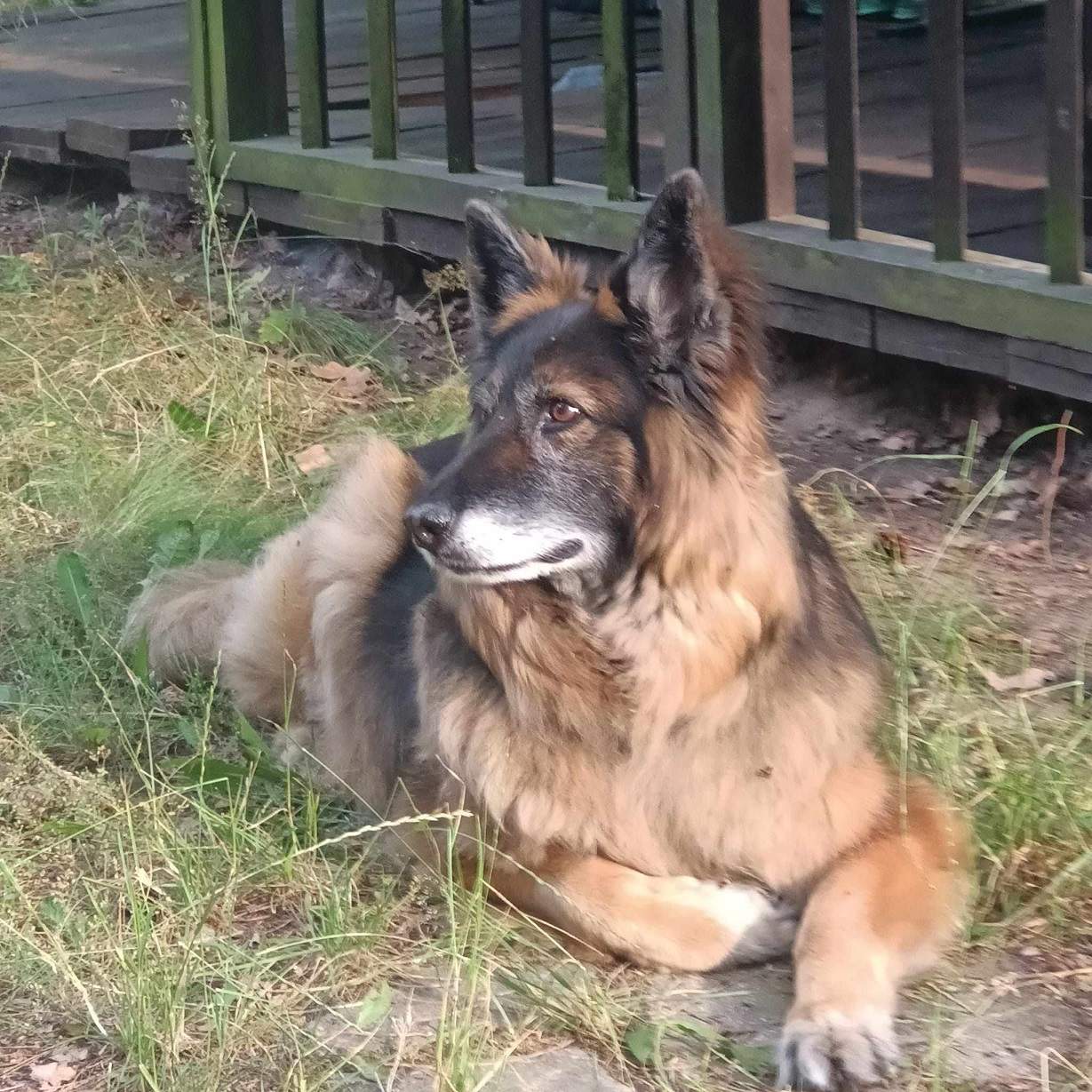 Solve Rufus The Dog jigsaw puzzle online with 400 pieces